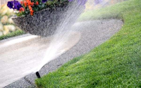 Plant Watering 101: Our Top Tips for Keeping Your Plants Thriving ...