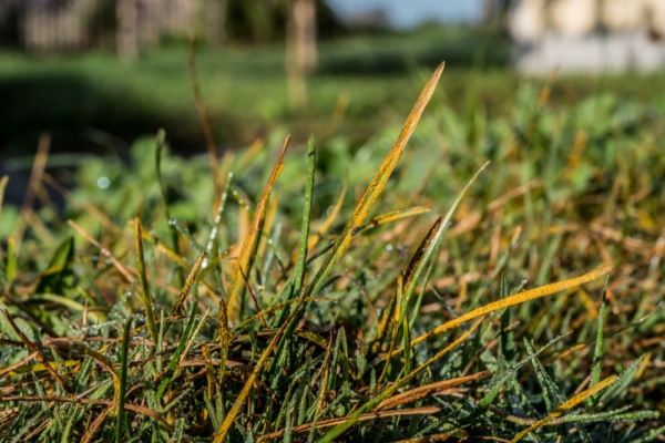 How Rust Lawn Disease Comes About and How to Keep it From Spreading ...