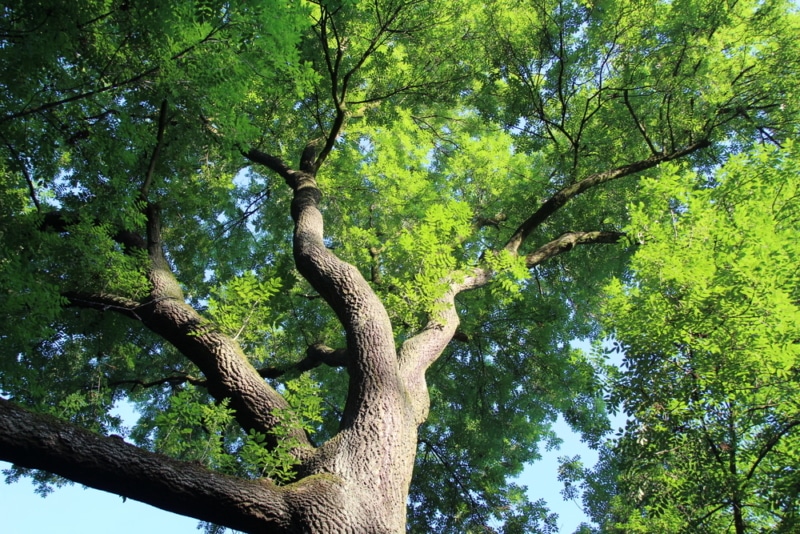 What Causes A Sudden Tree Branch Drop? - Cerullo Landscape & Irrigation