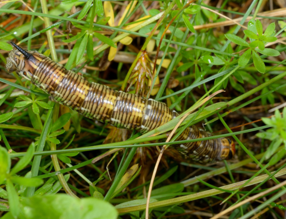 10 Best Plants for Landscaping Your Backyard - Cerullo Landscape ...