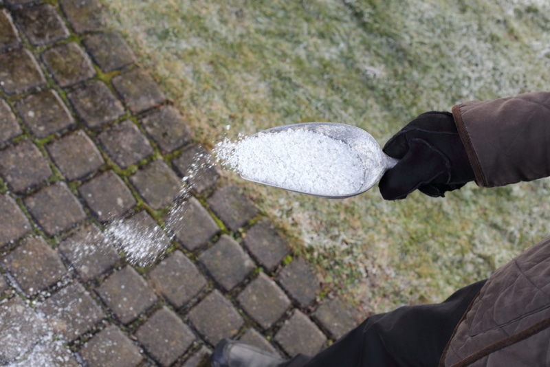 How to Protect Your Lawn From Salt Damage - Cerullo Landscape & Irrigation